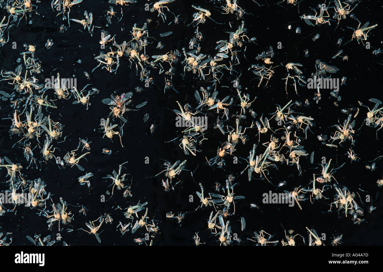 Chironomid hi-res stock photography and images - Alamy