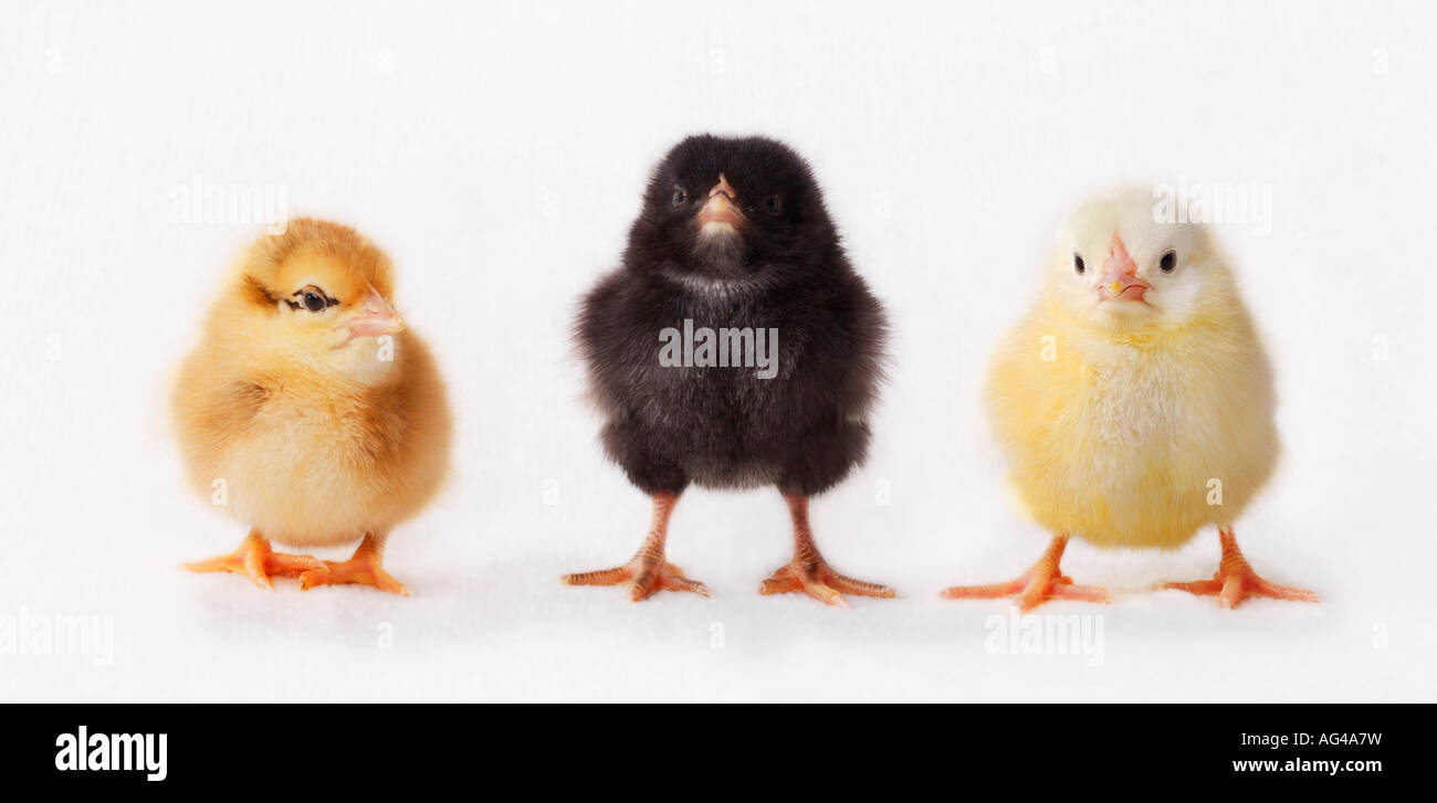 Avian diversity Cut Out Stock Images & Pictures - Alamy