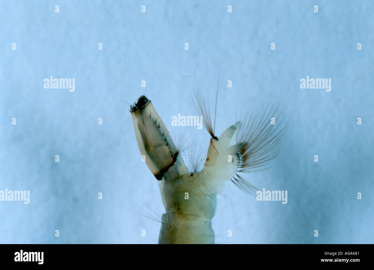 Breathing tube hi-res stock photography and images - Alamy