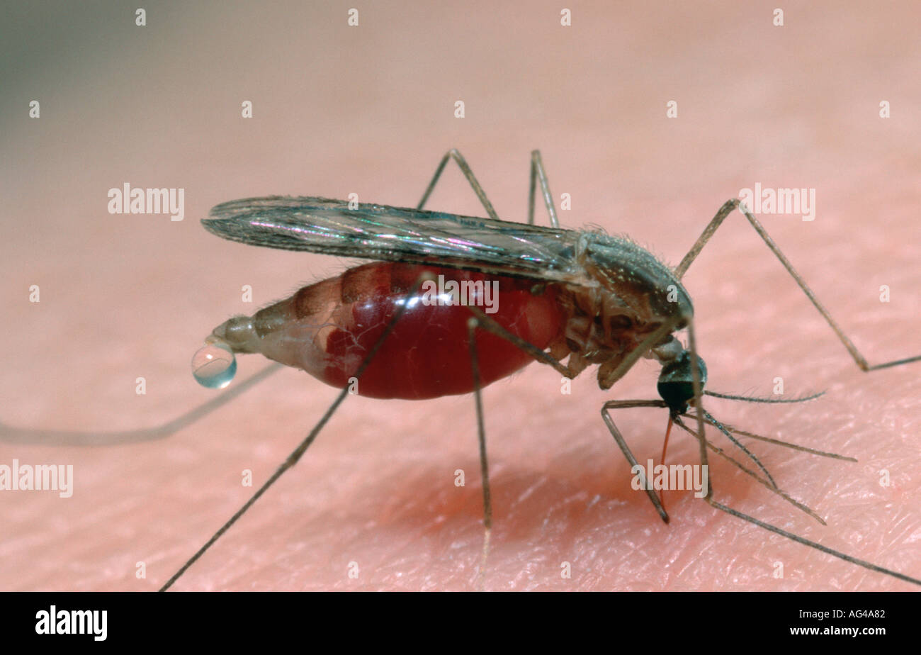 Anopheles mosquito female hi-res stock photography and images - Alamy