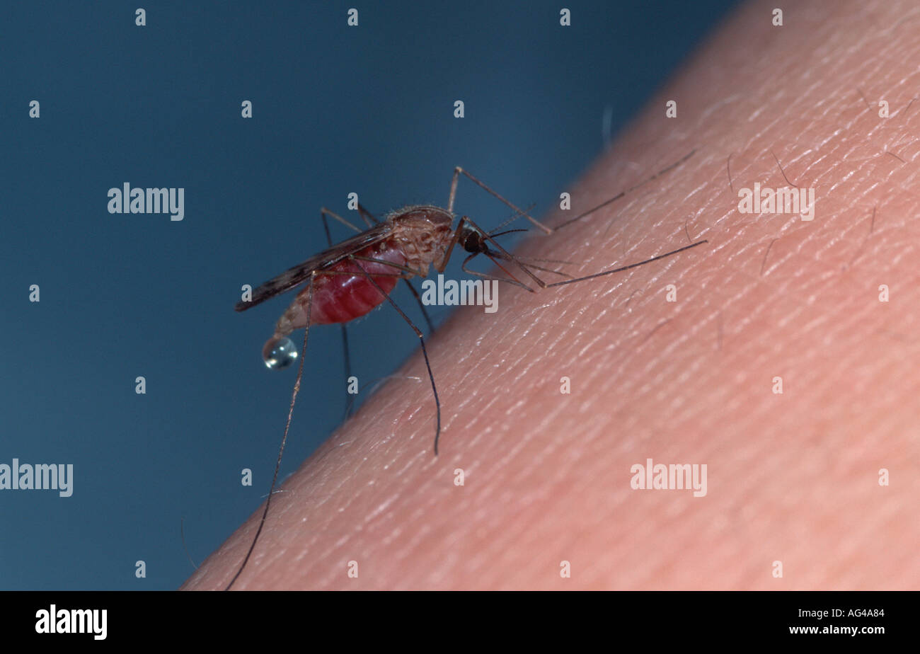 Female anopheles mosquito hi-res stock photography and images - Alamy