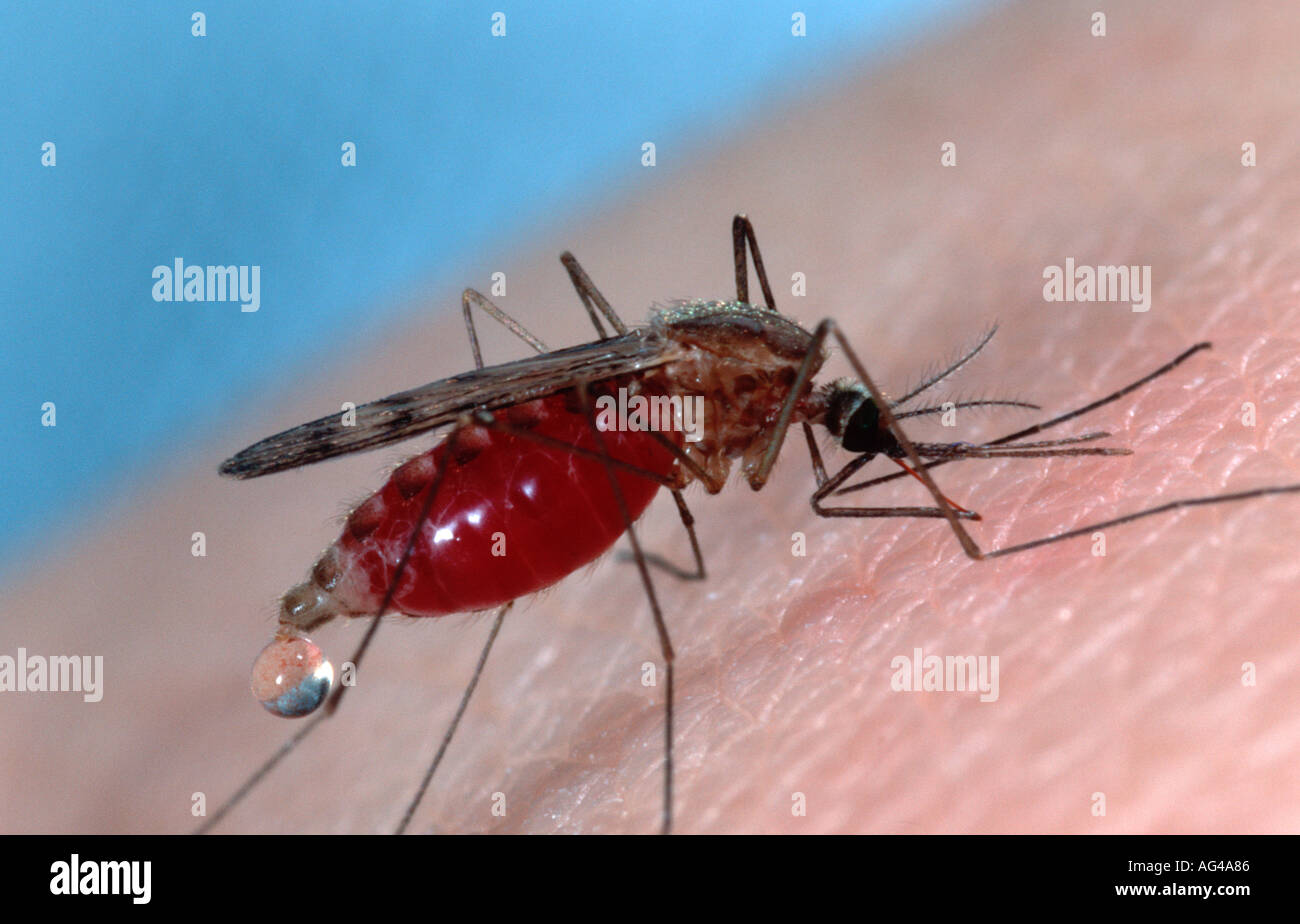 Anopheles atroparvus mosquito adult female biting on human for a blood ...