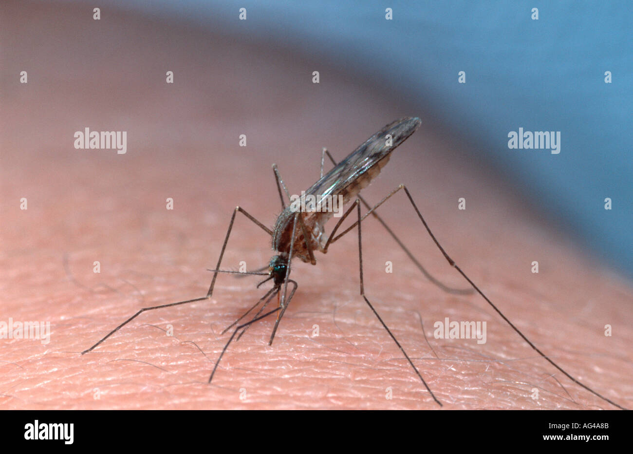 Anopheles atroparvus mosquito adult female biting on human for a blood ...