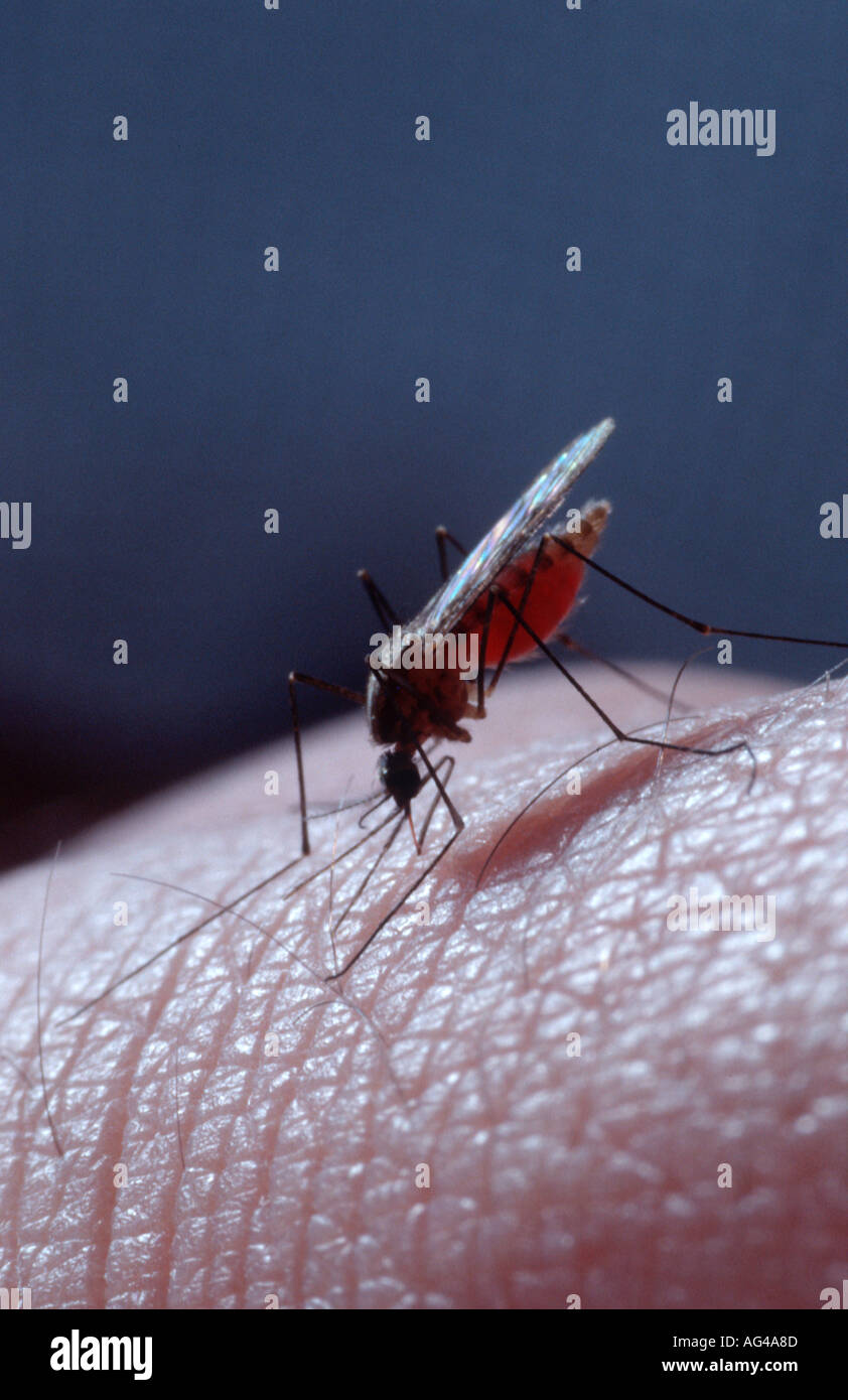 Anopheles atroparvus mosquito adult female biting on human for a blood ...