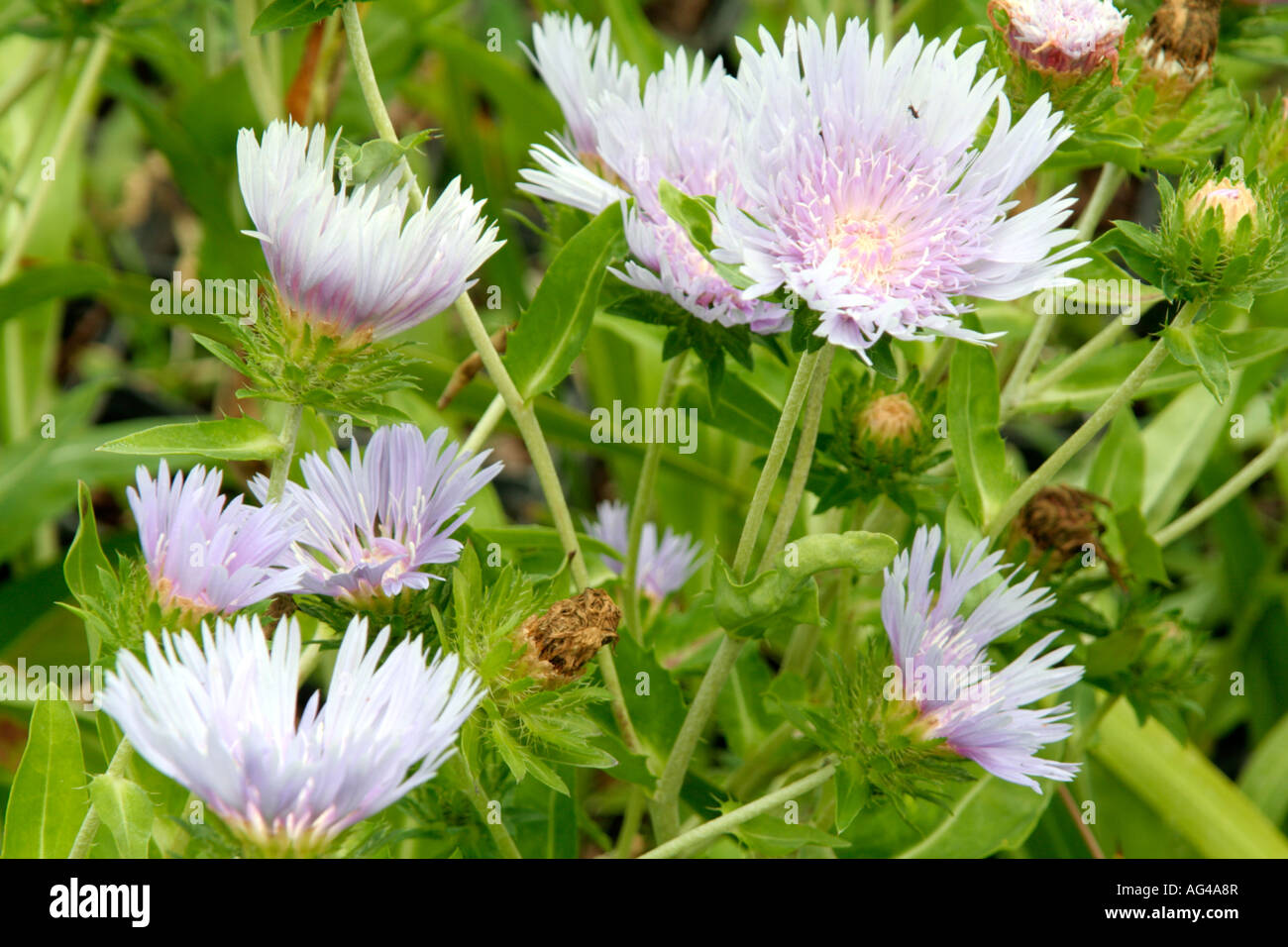 Stokes laevis blue star hi-res stock photography and images - Alamy