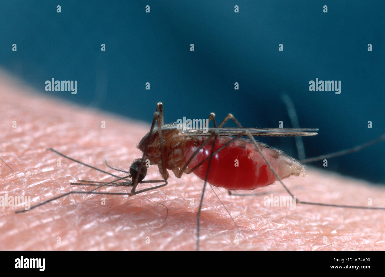 Anopheles mosquito biting hi-res stock photography and images - Alamy