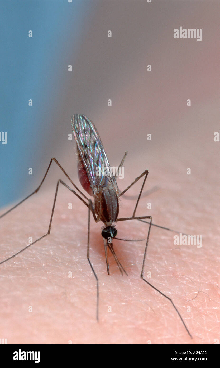 Female anopheles mosquito hi-res stock photography and images - Alamy