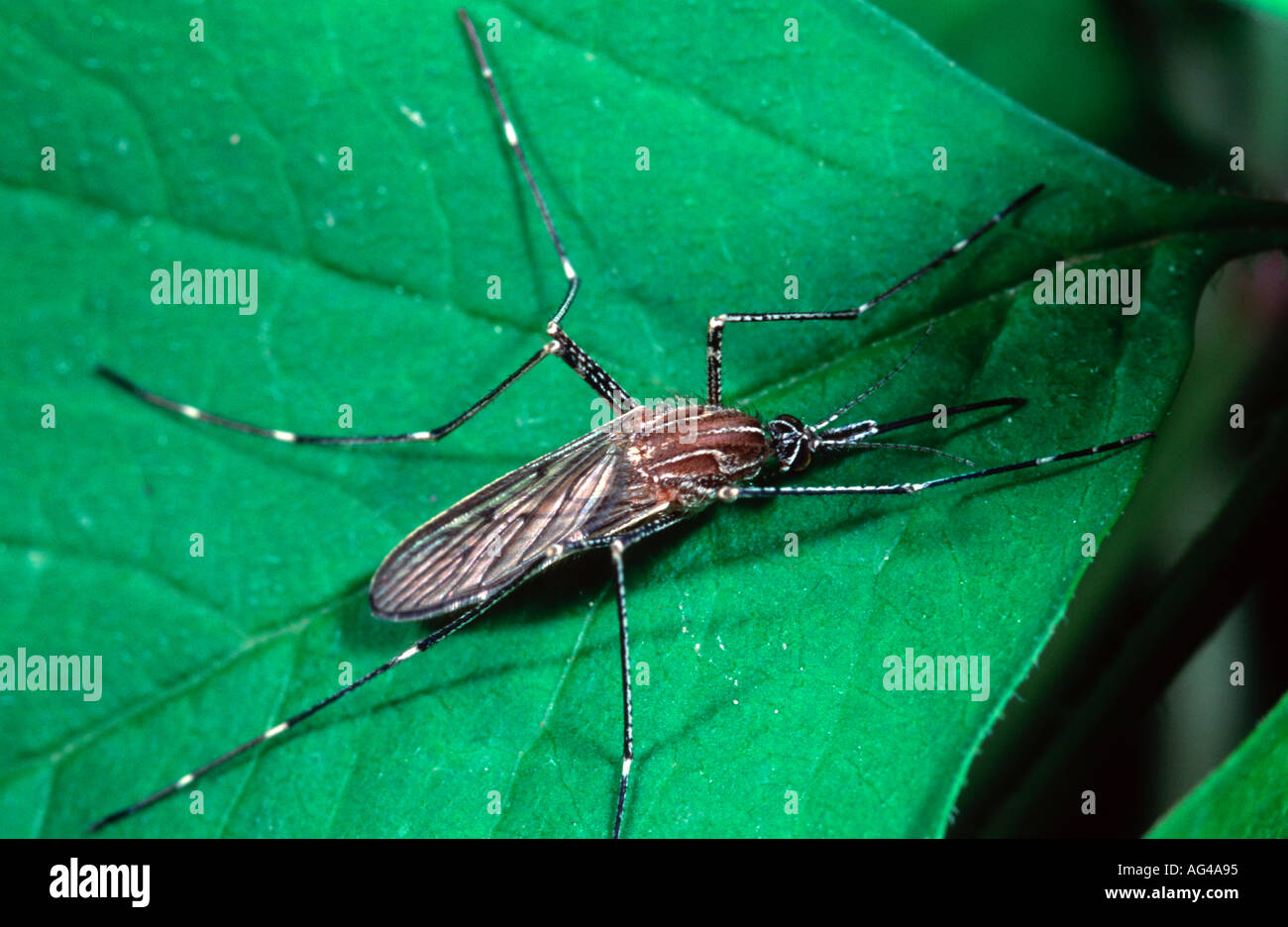 Culiseta longiareolata hi-res stock photography and images - Alamy