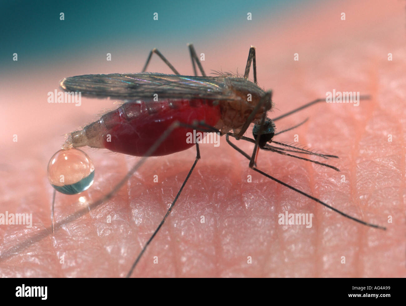 Anopheles atroparvus mosquito adult female biting on human for a blood ...