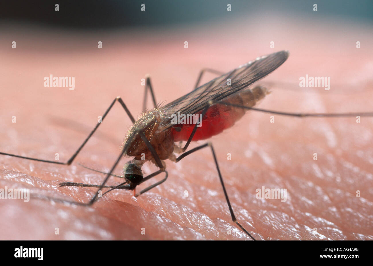 Anopheles mosquito female hi-res stock photography and images - Alamy