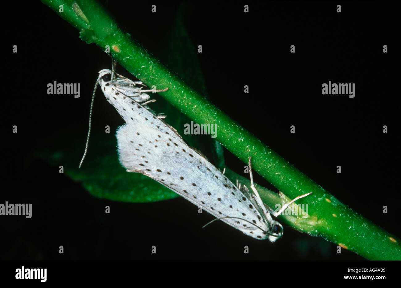 Mating Ermine Moth adult Yponomeuta evonymella on social larval web ...