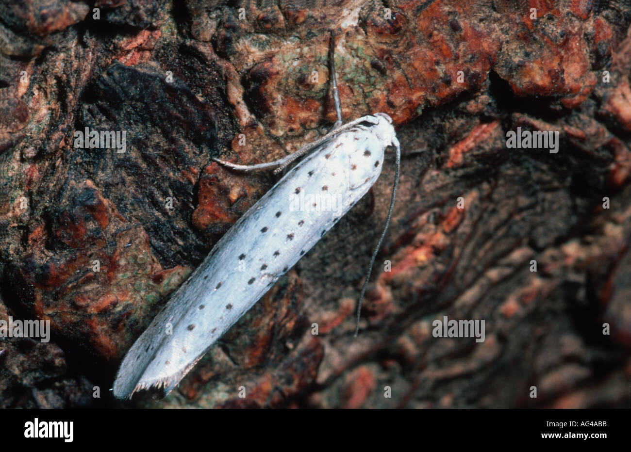 Adult larva hi-res stock photography and images - Alamy