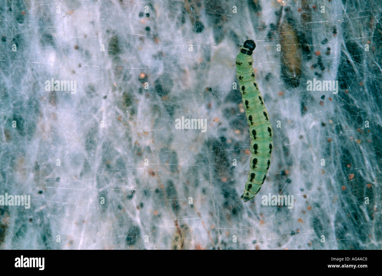 Small ermine moth species hi-res stock photography and images - Alamy