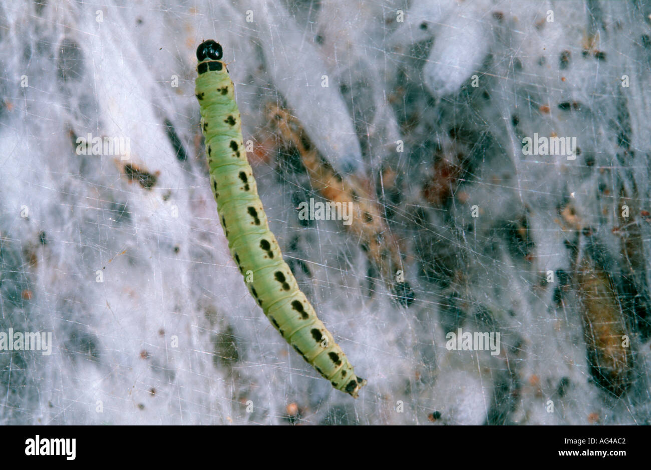 Larva of Yponomeuta evonymella the Small Ermine Moth in a wrapped tree ...
