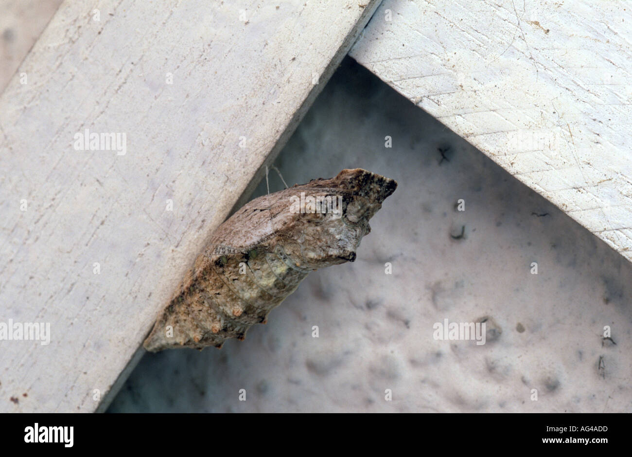 Chrysalid hi-res stock photography and images - Alamy