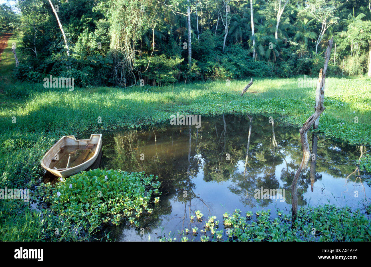 Pond in rainforest with boat Stock Photo - Alamy