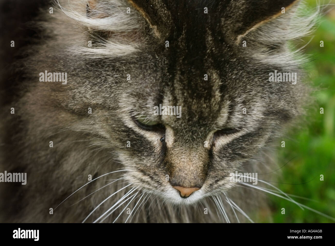 Closeup long haired cat hi-res stock photography and images - Alamy