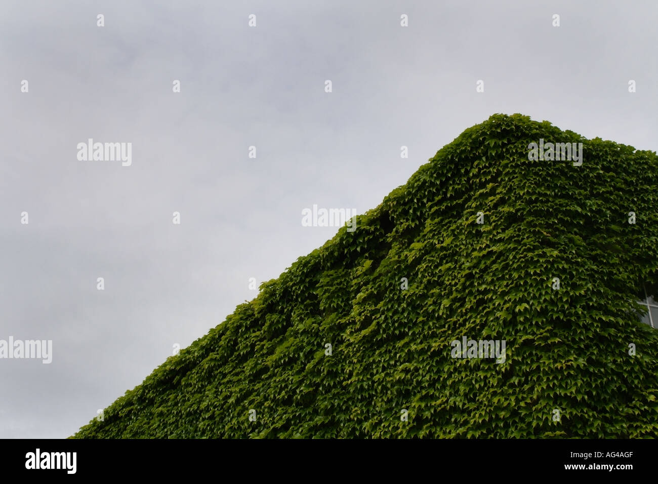 The corner of a green ivy covered roof top Stock Photo - Alamy