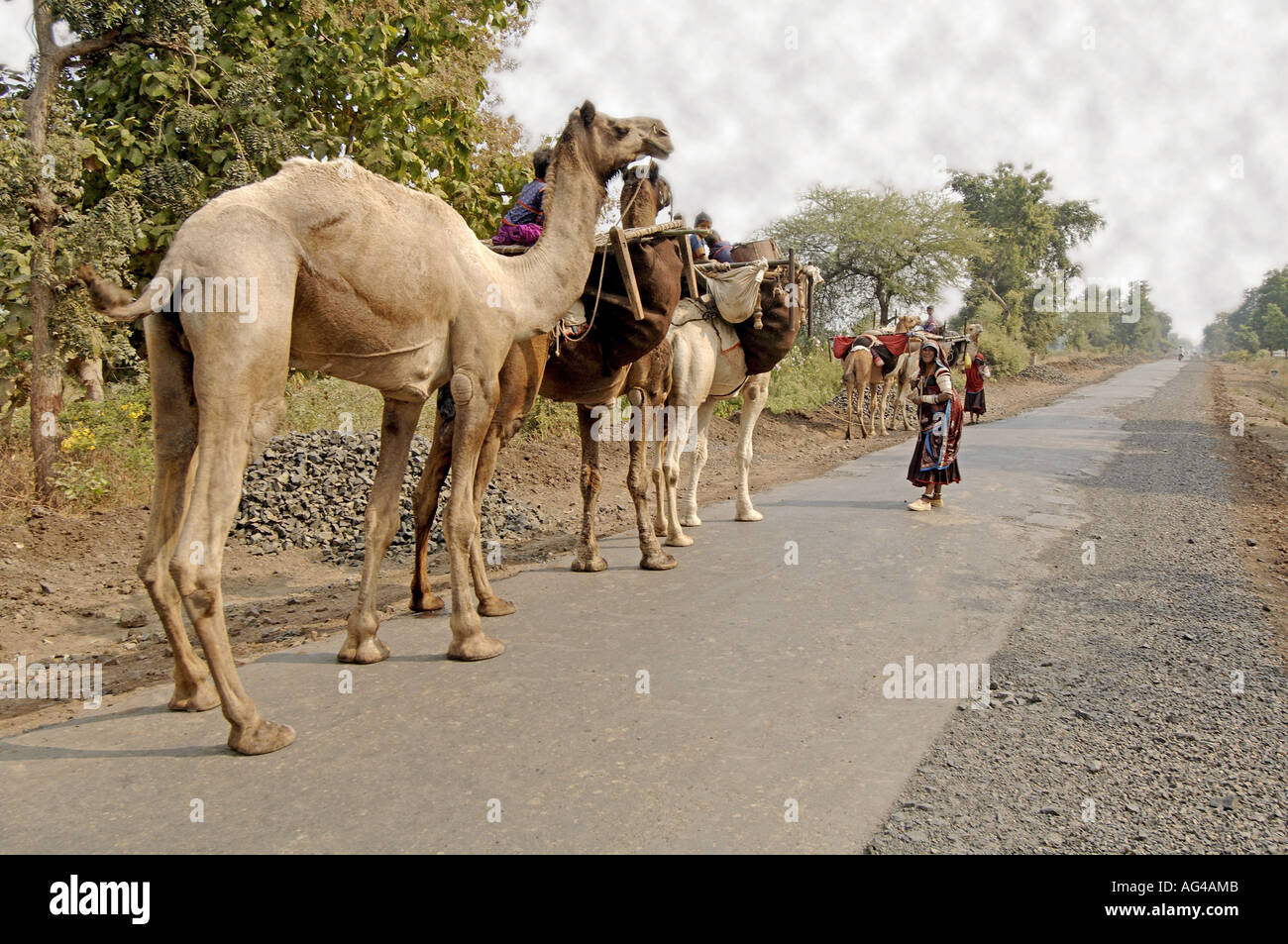 Camels Akola Akot Maharashtra India Stock Photo - Alamy