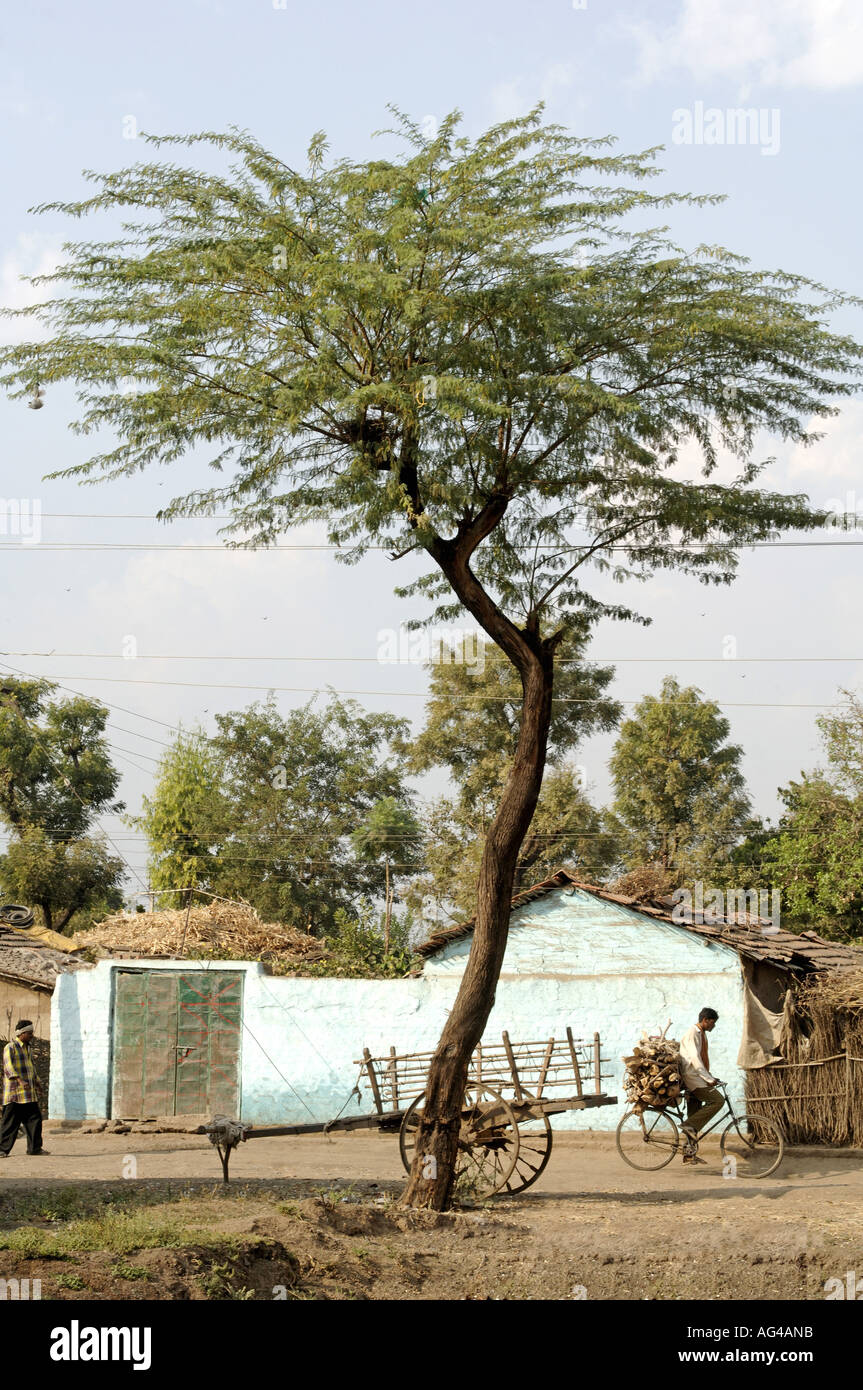 HMA79195 Village life Akola Akot Maharashtra India Stock Photo - Alamy