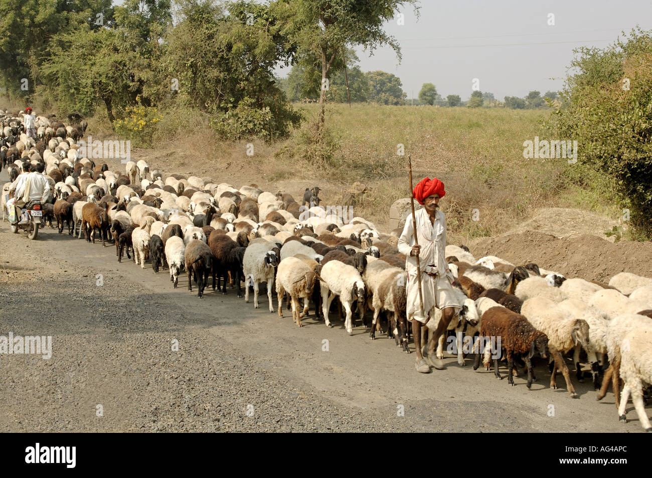 India shepherd hi-res stock photography and images - Alamy