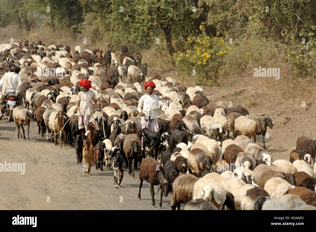 Indian Shepherd High Resolution Stock Photography and Images - Alamy