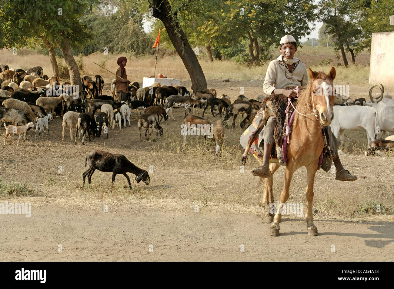 Horseman in village Village life Akola Akot Maharashtra India Stock ...