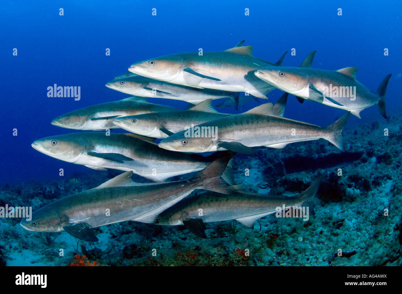 Ling fish hi-res stock photography and images - Alamy