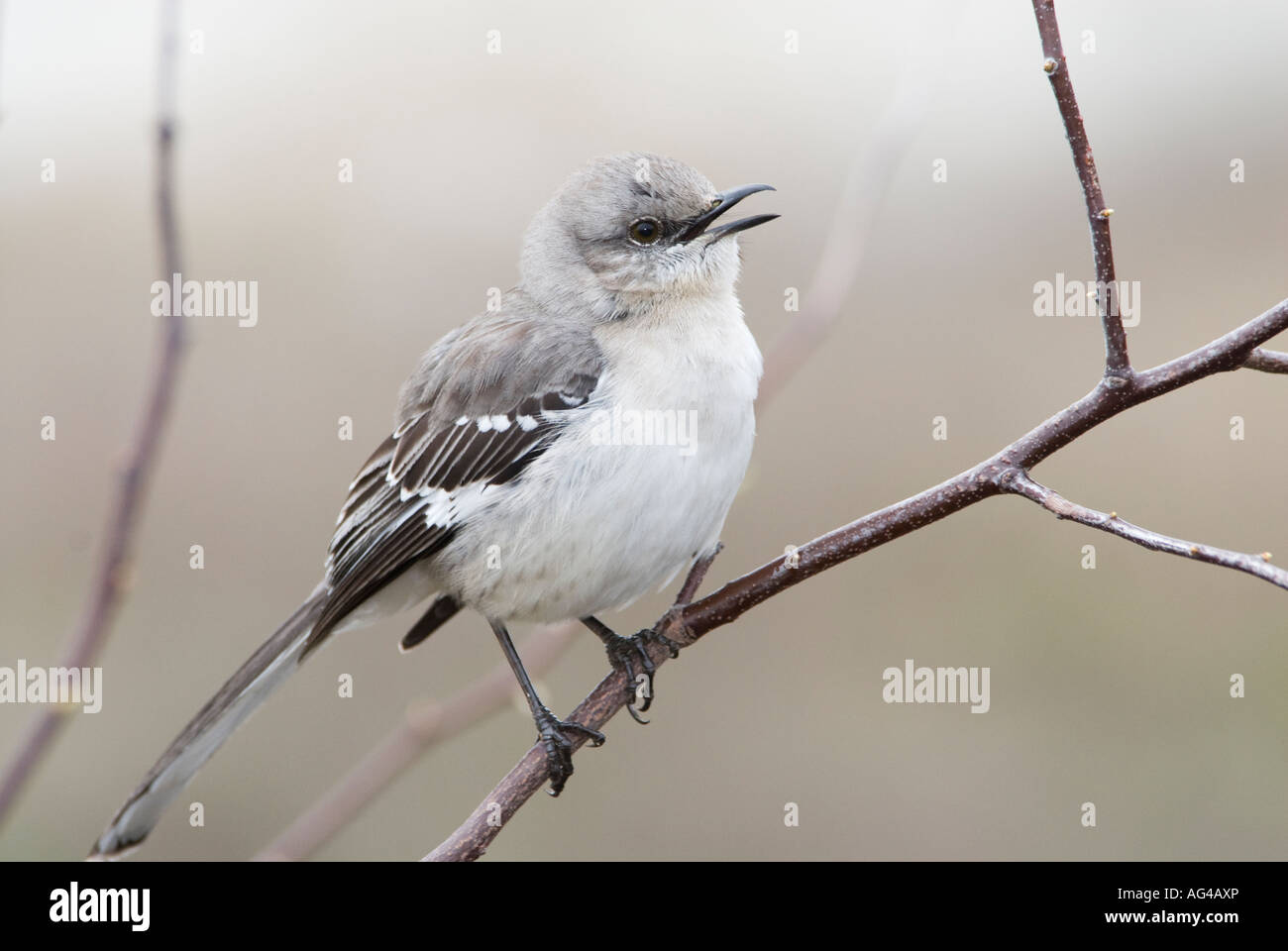 Mockingbird bird birdwatching nature hi-res stock photography and ...