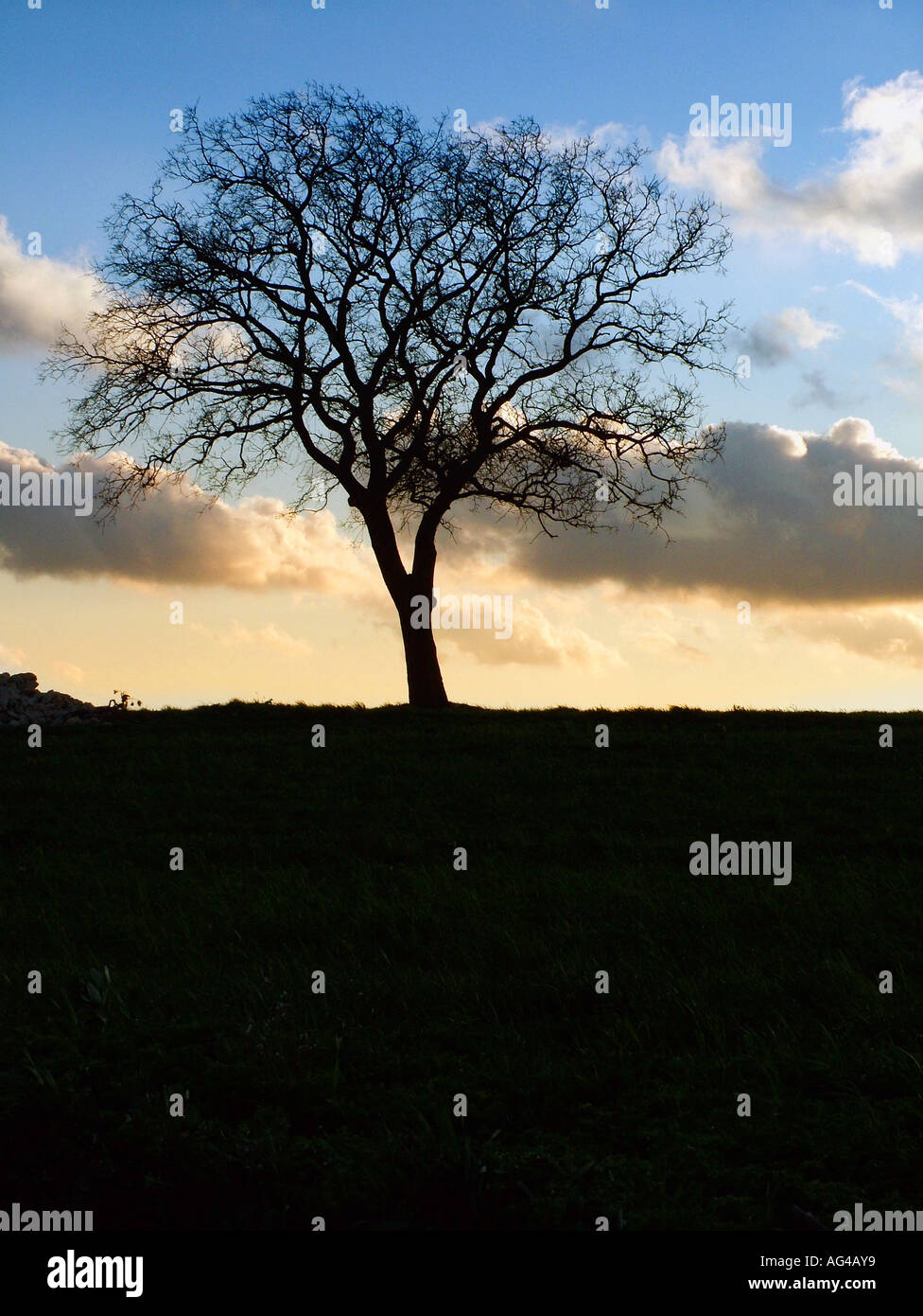 Tree at dusk Stock Photo - Alamy