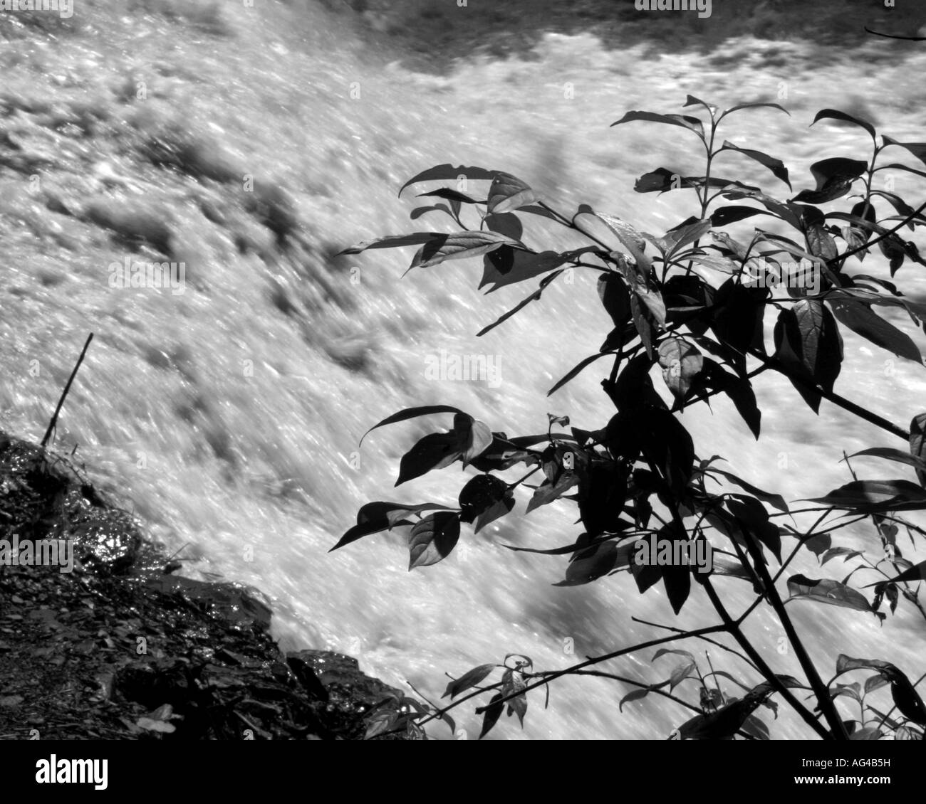 Still life plant in Black and White Stock Photos & Images - Alamy