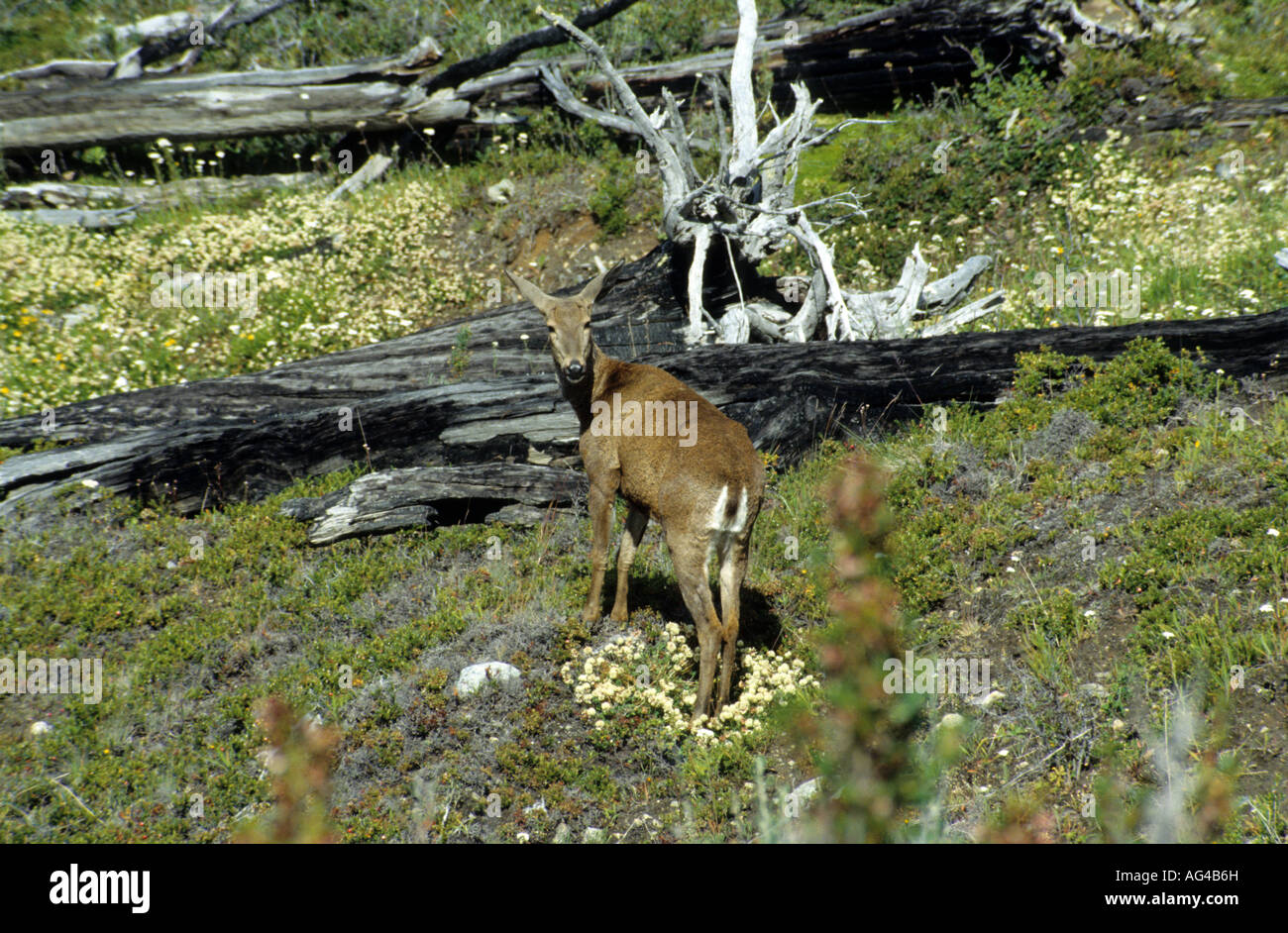 Female of Huemul Deer - Guemal Stock Photo - Alamy