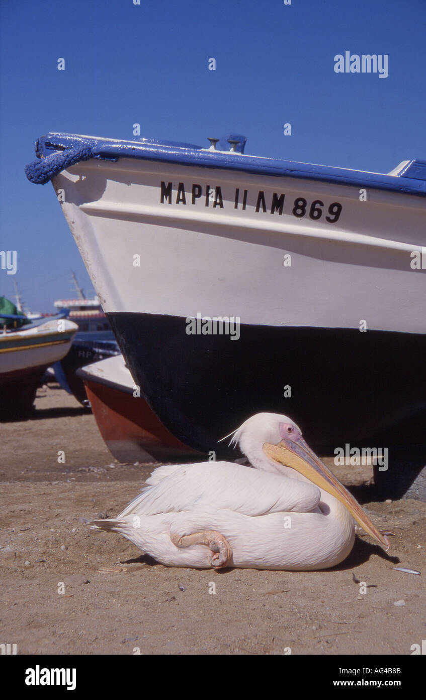 Greece A pelican in Mykonos Town Stock Photo - Alamy