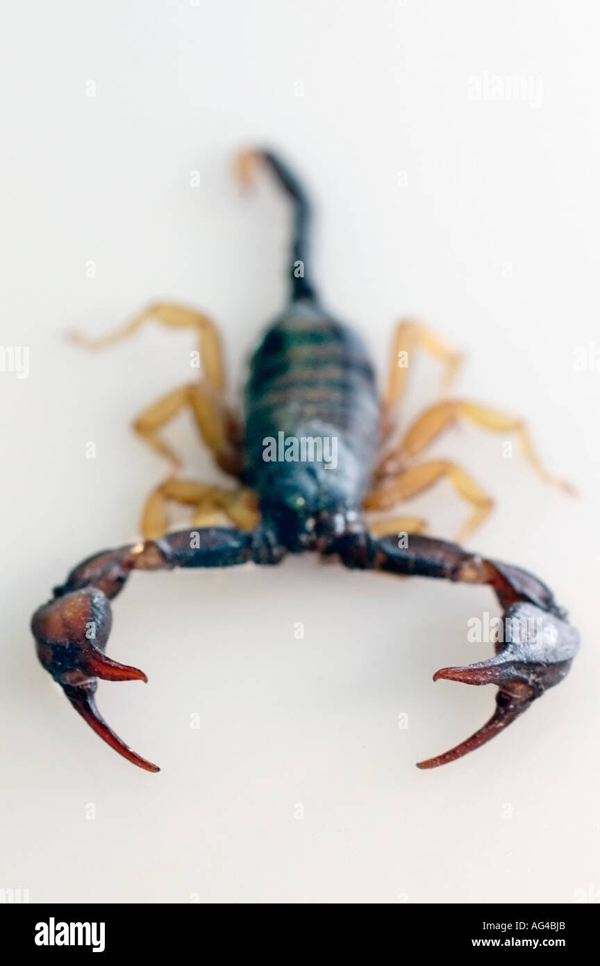 Stinger zoology hi-res stock photography and images - Alamy