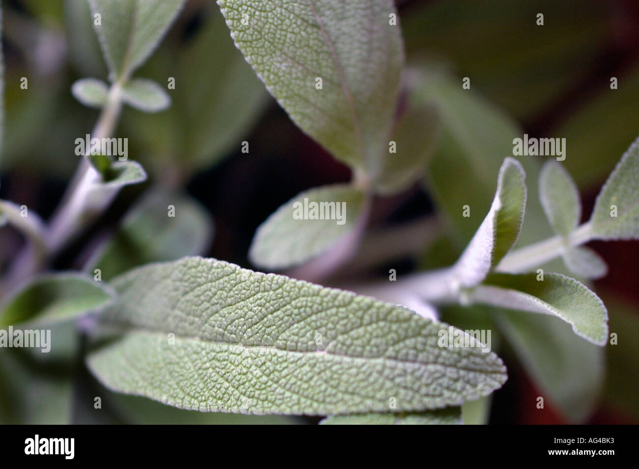 Sage cultivation hi-res stock photography and images - Alamy