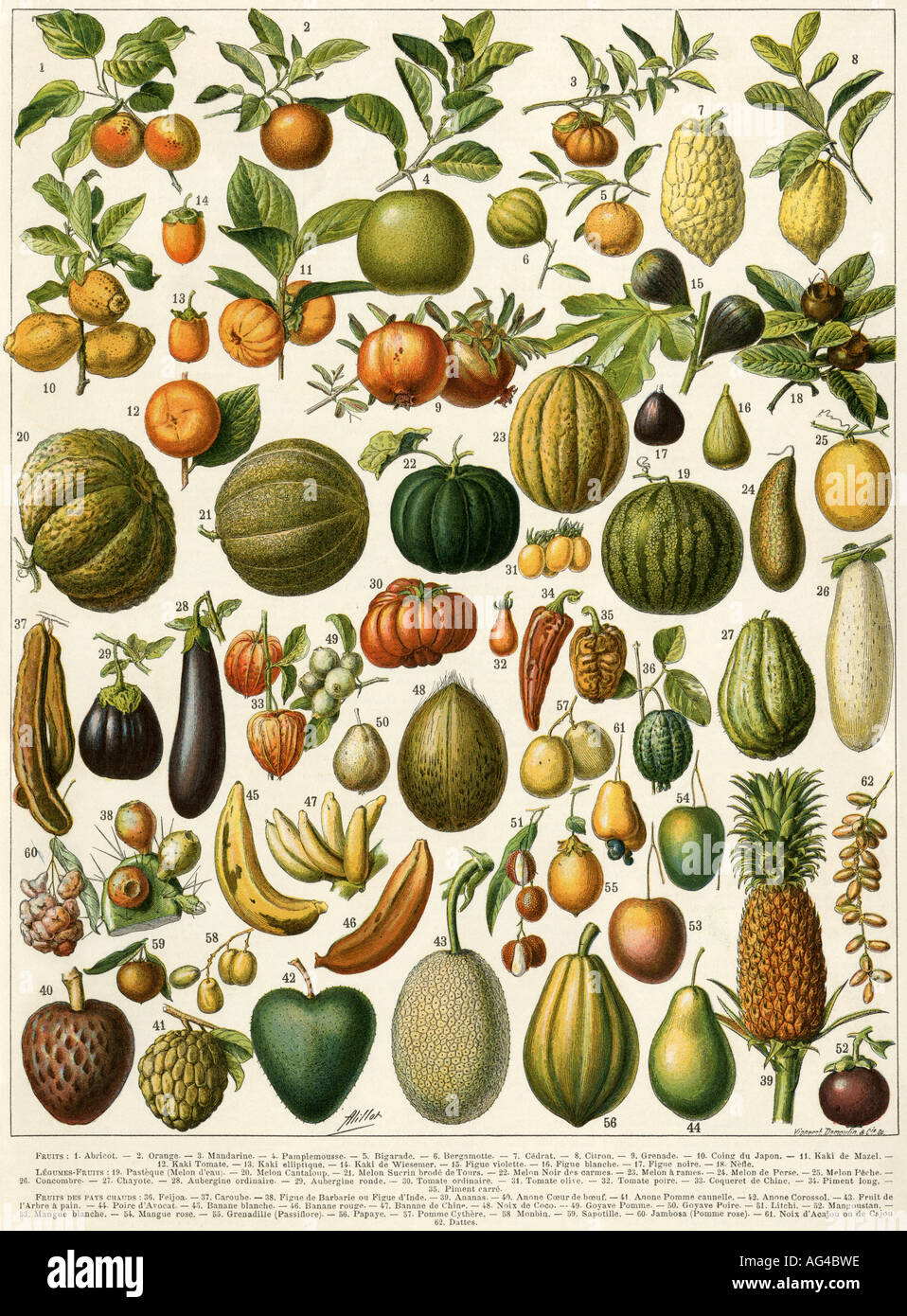 Banana vintage historic fruit lithograph hi-res stock photography and ...