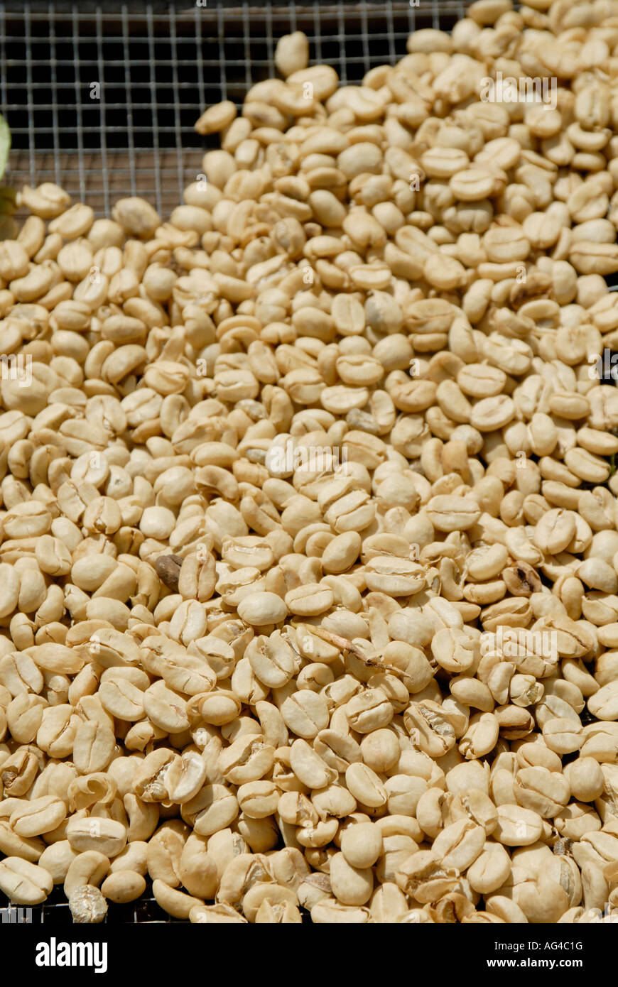 Milled coffee beans with the mucilage removed Stock Photo - Alamy