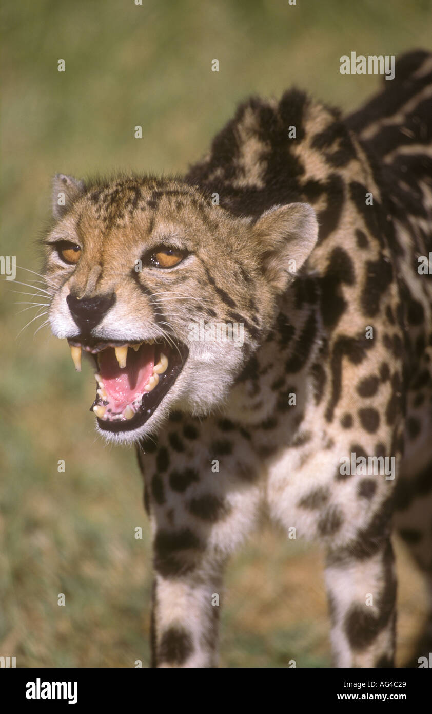 King Cheetah Acinonyx jubatus mouth open snarling at the camera Stock ...