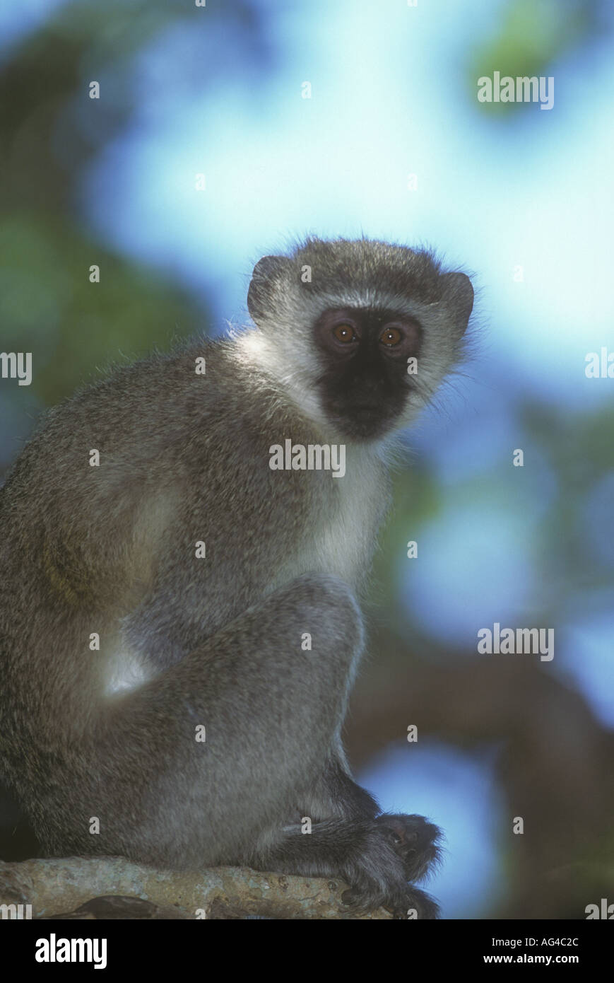 Vervet Monkey Cercopithecus aethiops Stock Photo - Alamy