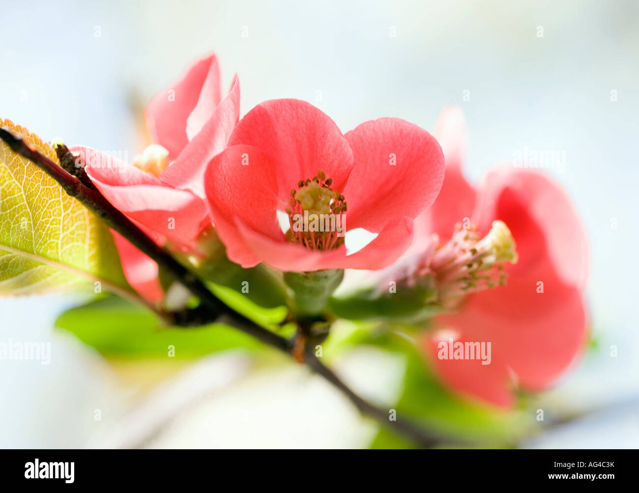 Close up studio shot of Quince blossom Stock Photo - Alamy