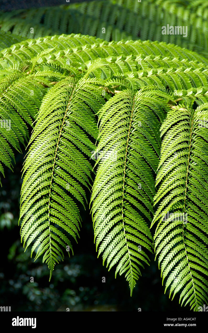 Tree fern leaves Stock Photo - Alamy