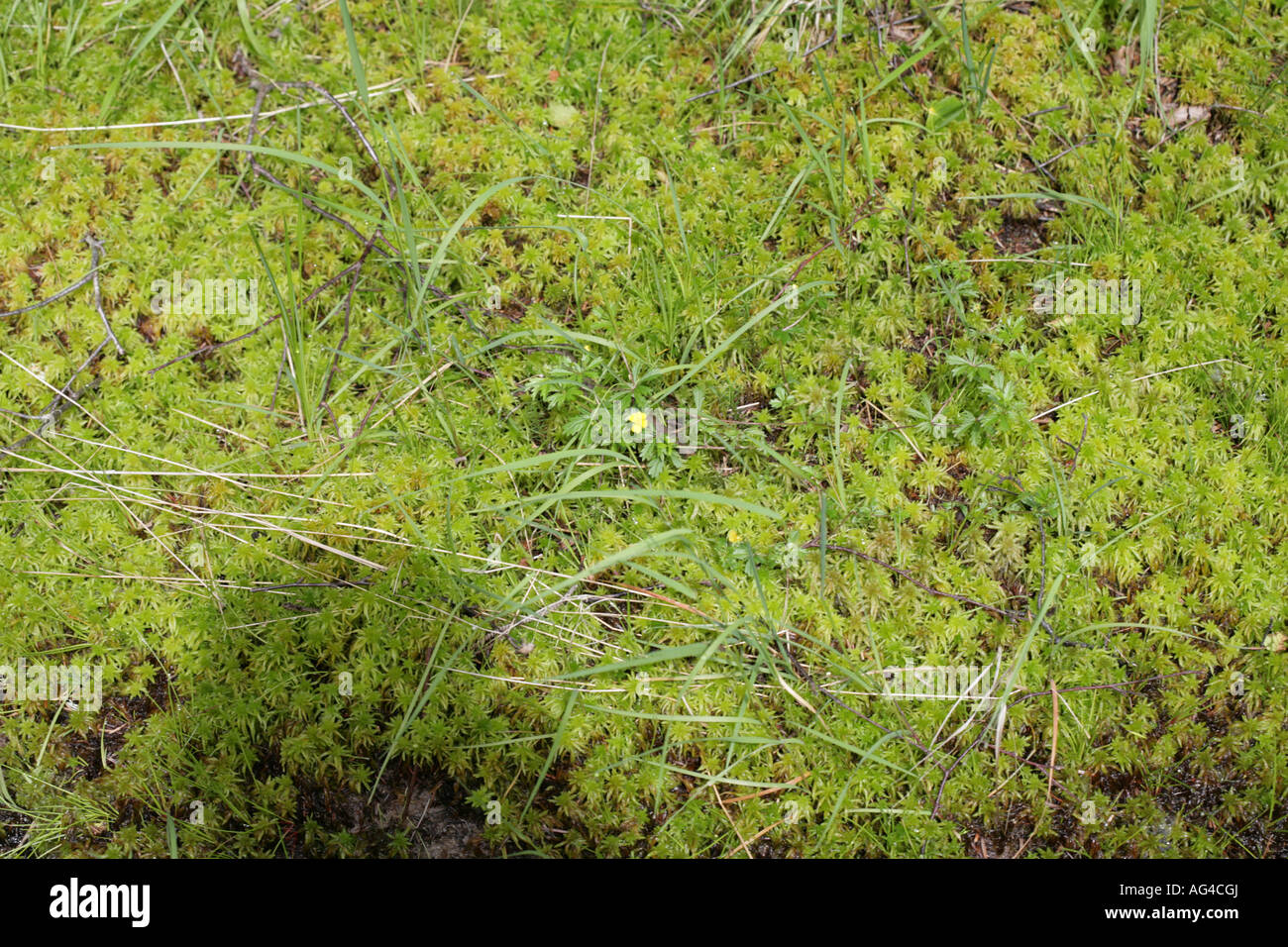 Sphagnum moss growing in a bog on the slopes of Ben Arthur The Cobbler ...