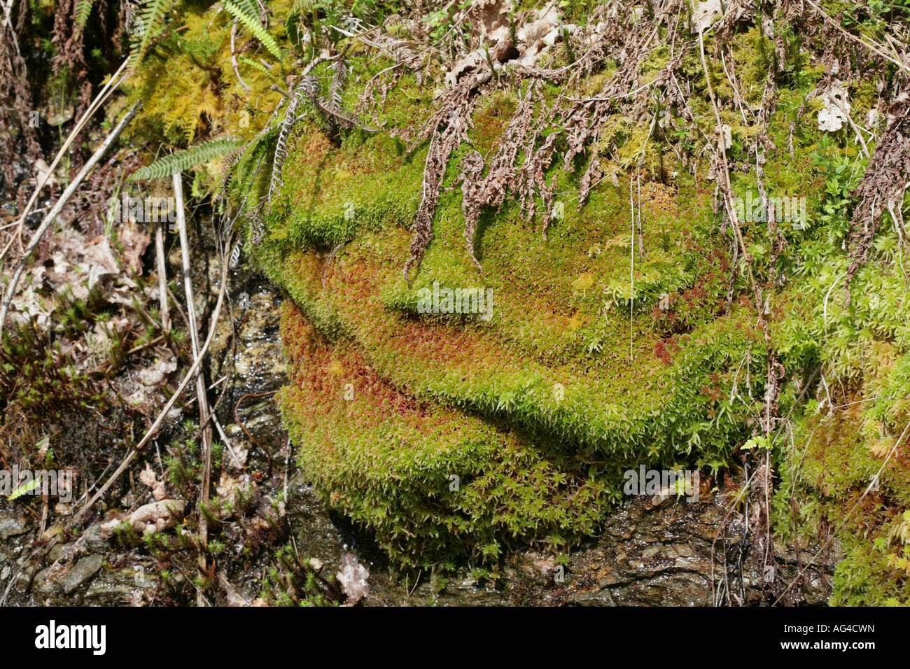 Sphagnum moss growing in a bog on the slopes of Ben Arthur The Cobbler ...