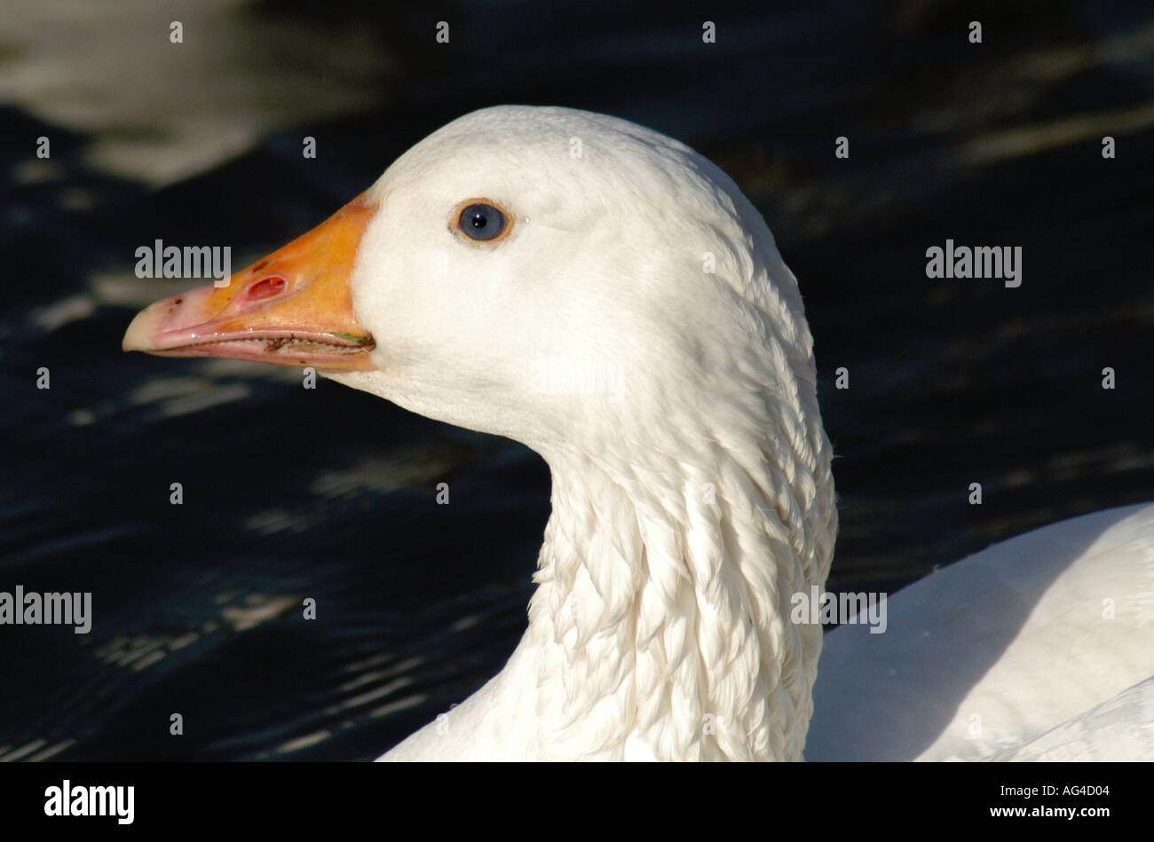 white goose face Stock Photo - Alamy