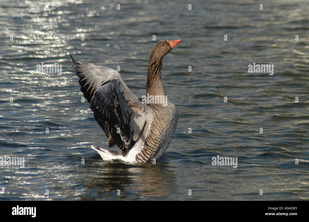 grey goose spreading wings on water Stock Photo - Alamy
