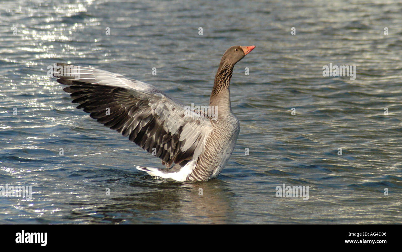 grey goose spreading wings on water Stock Photo - Alamy