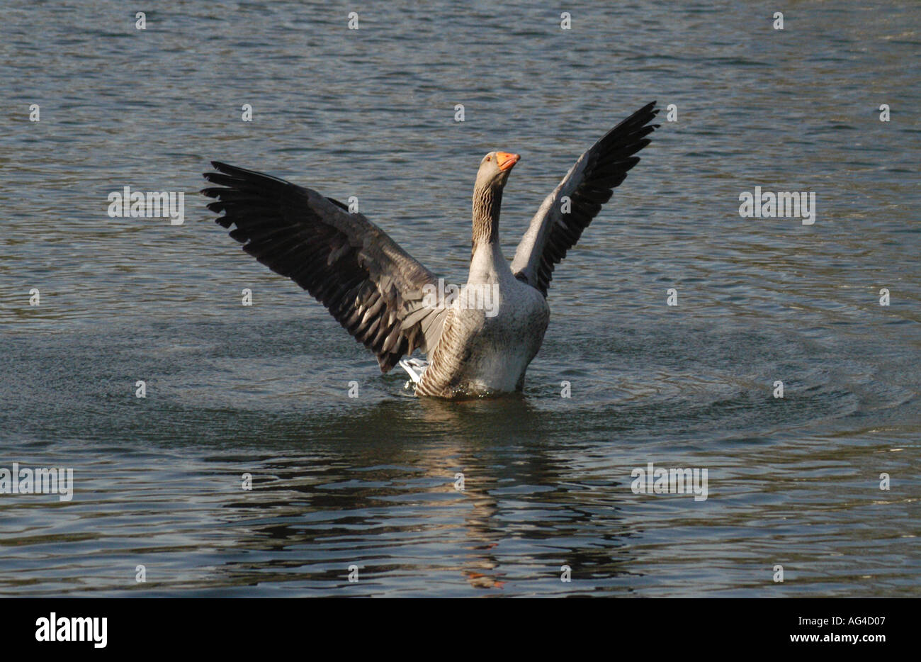 grey goose spreading wings on water Stock Photo - Alamy