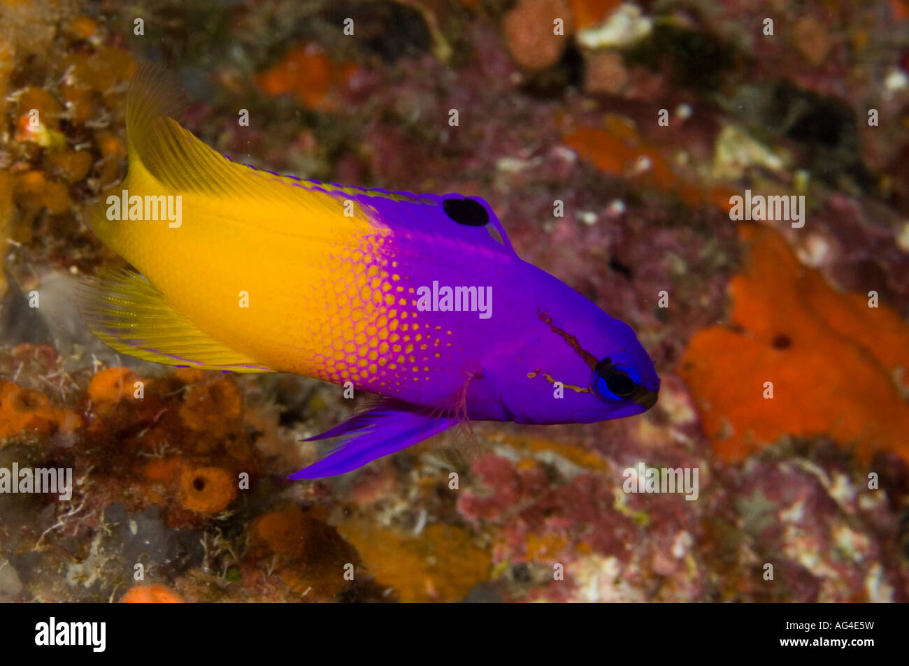 A Royal Gramma (Gramma loreto) photographed in Palm Beach, FL Stock ...