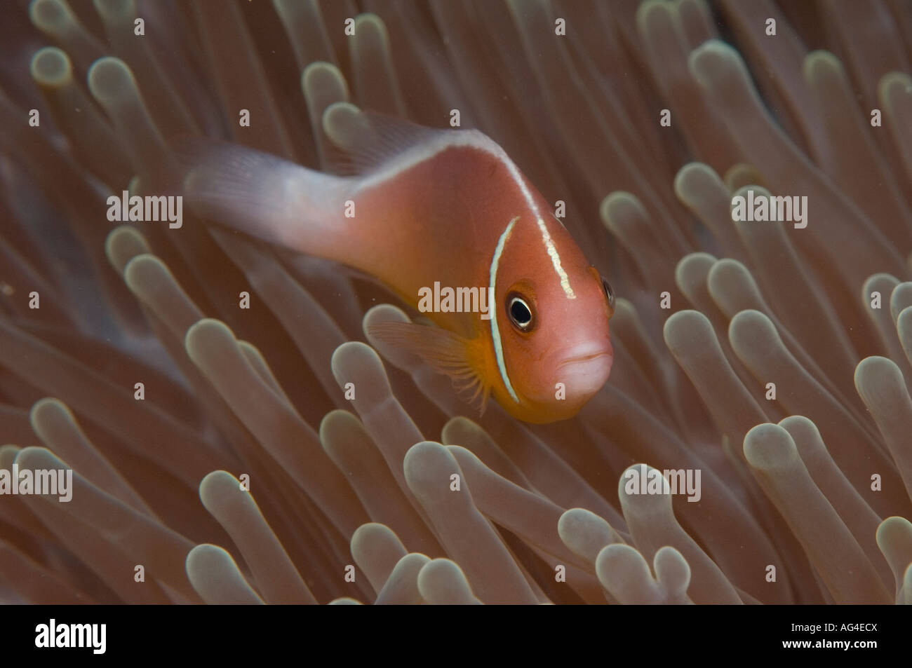 Fiji Fish Pink High Resolution Stock Photography and Images - Alamy