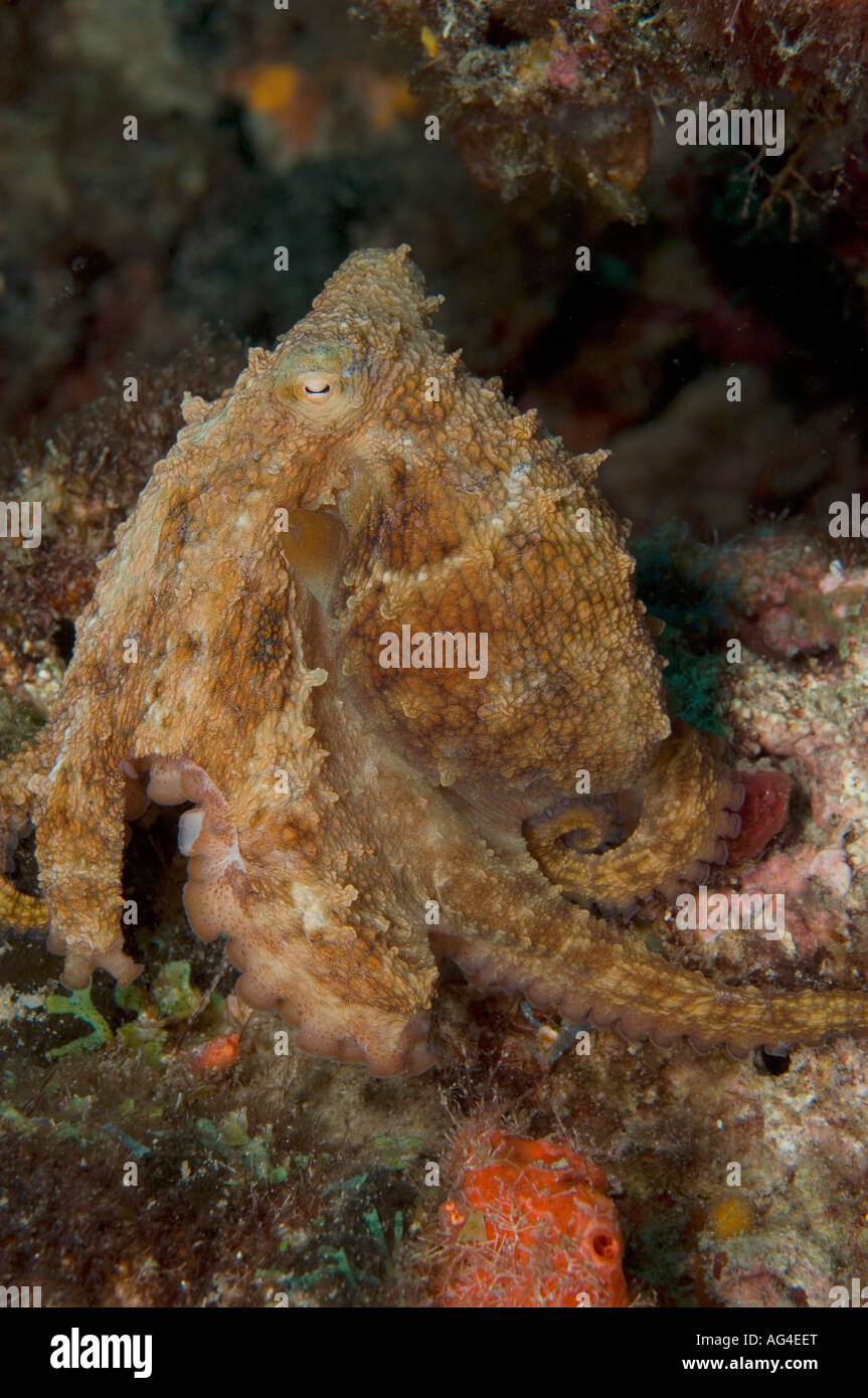 Caribbean Reef Octopus (Octopus briareus) photographed in Palm Beach ...